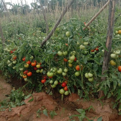 Madeshwara Nursery Farm